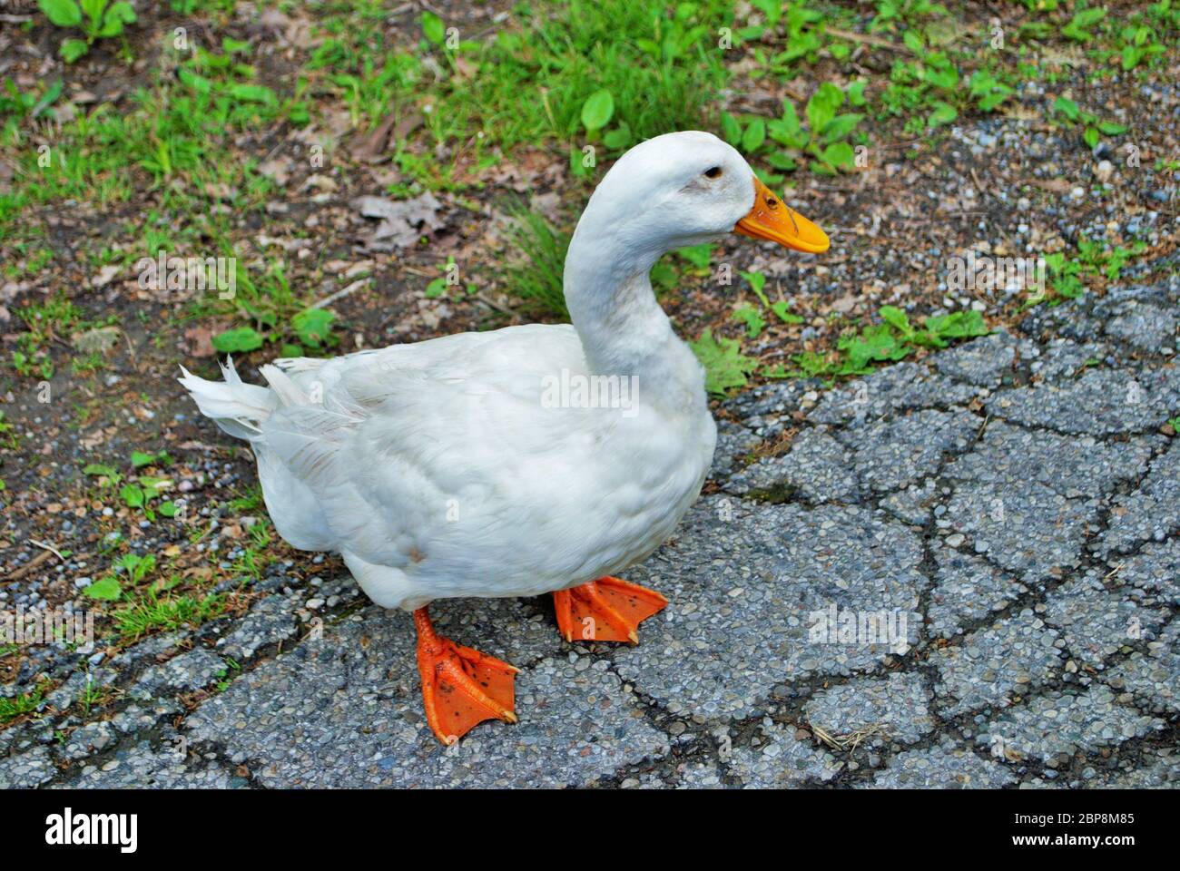 white duck walking down the street in a park Stock Photo - Alamy