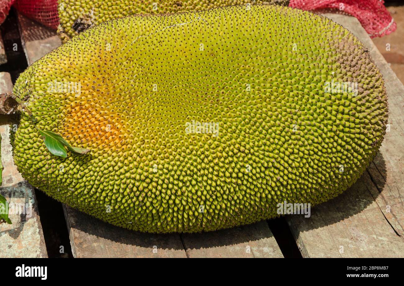 Jackfruchtbaum hi-res stock photography and images - Alamy