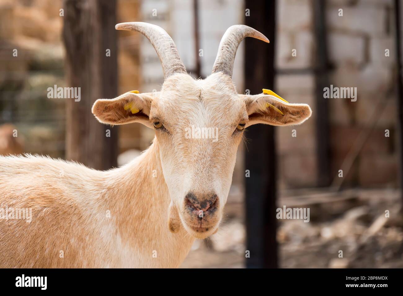 Brown goat in the farm Stock Photo - Alamy