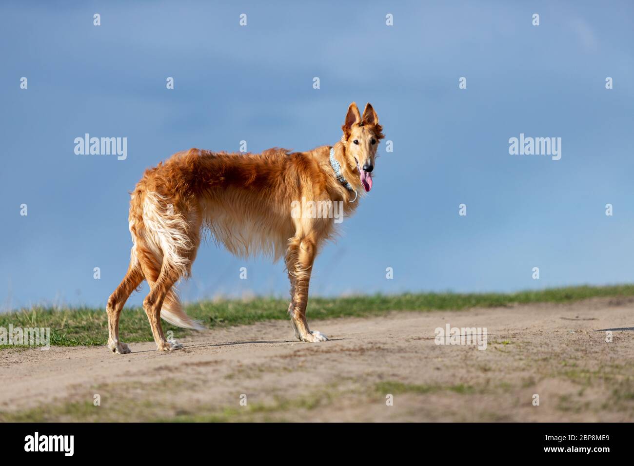Red puppy of borzoi walks outdoor at summer day, russian sighthound ...