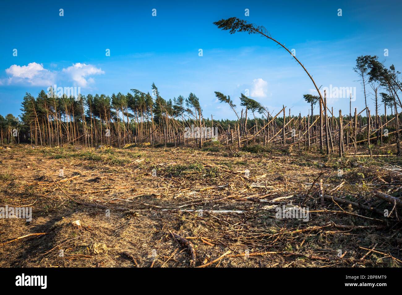 Rain forest rescue hi-res stock photography and images - Alamy