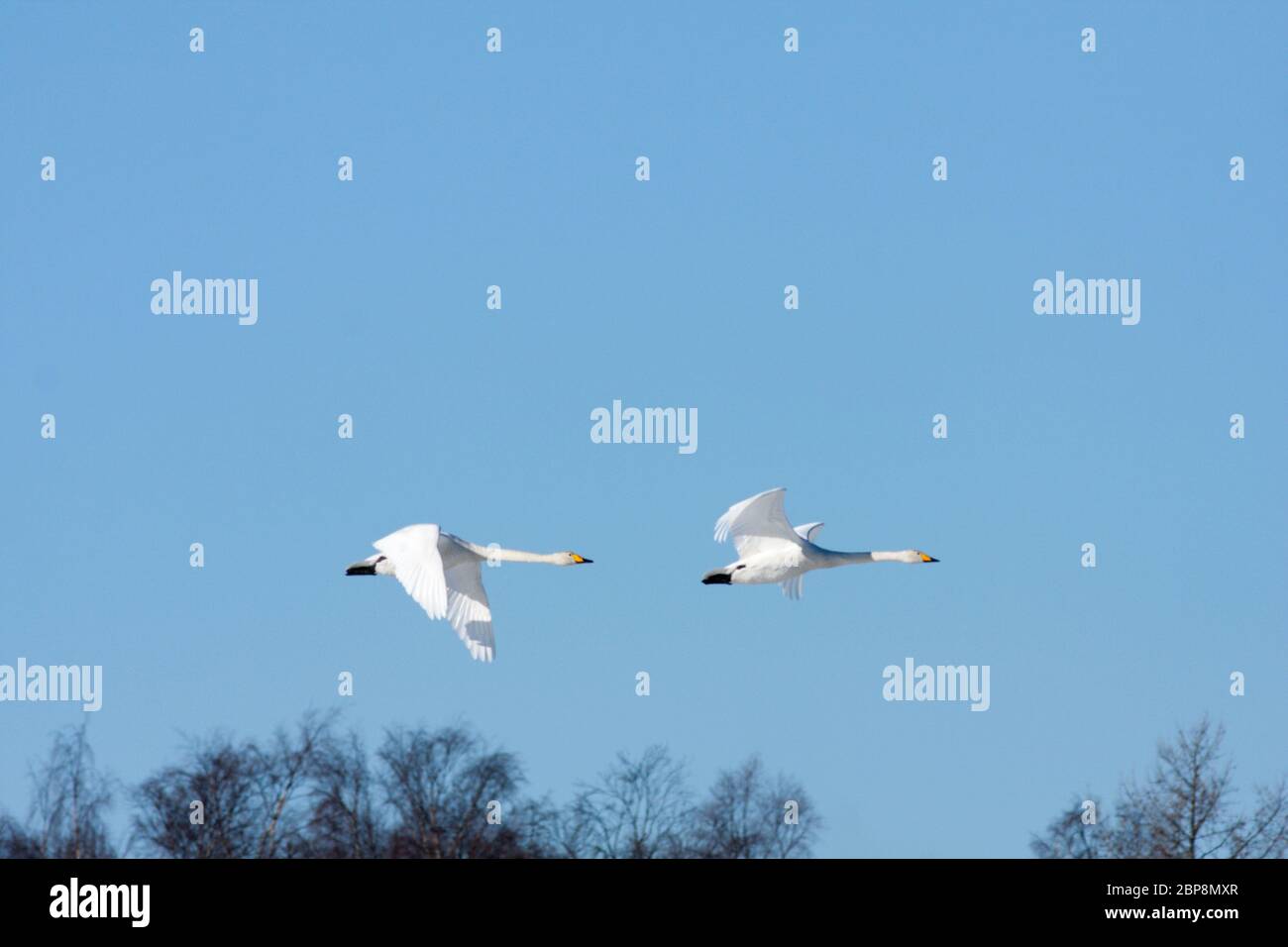 Whooper swan in migration in the sky during spring, summer. Forest ...