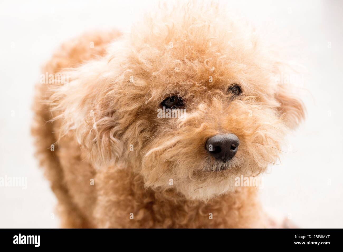 Cute toy poodle with curly fur Stock Photo - Alamy