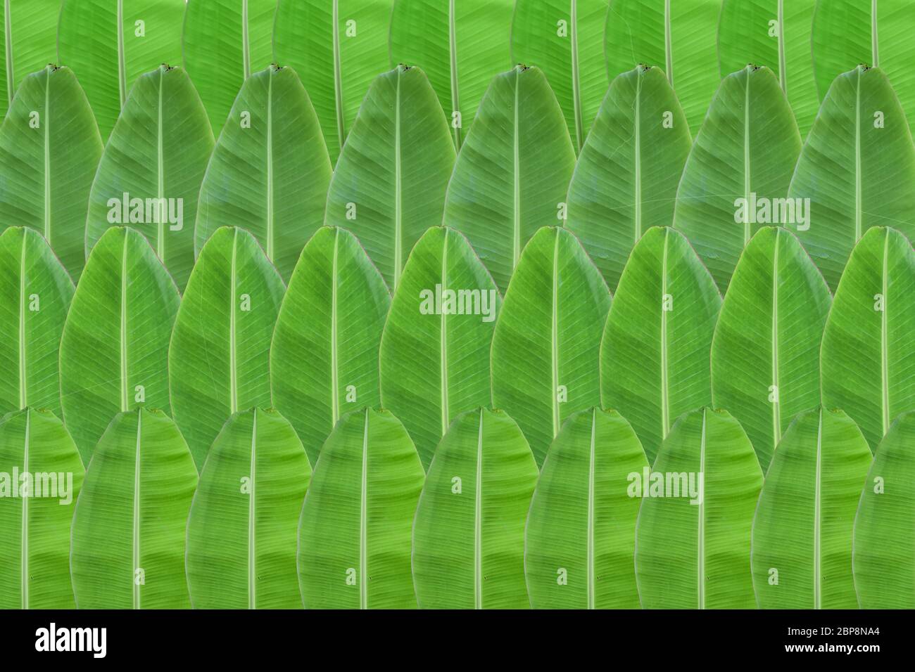 Banana leaf texture hi-res stock photography and images - Alamy