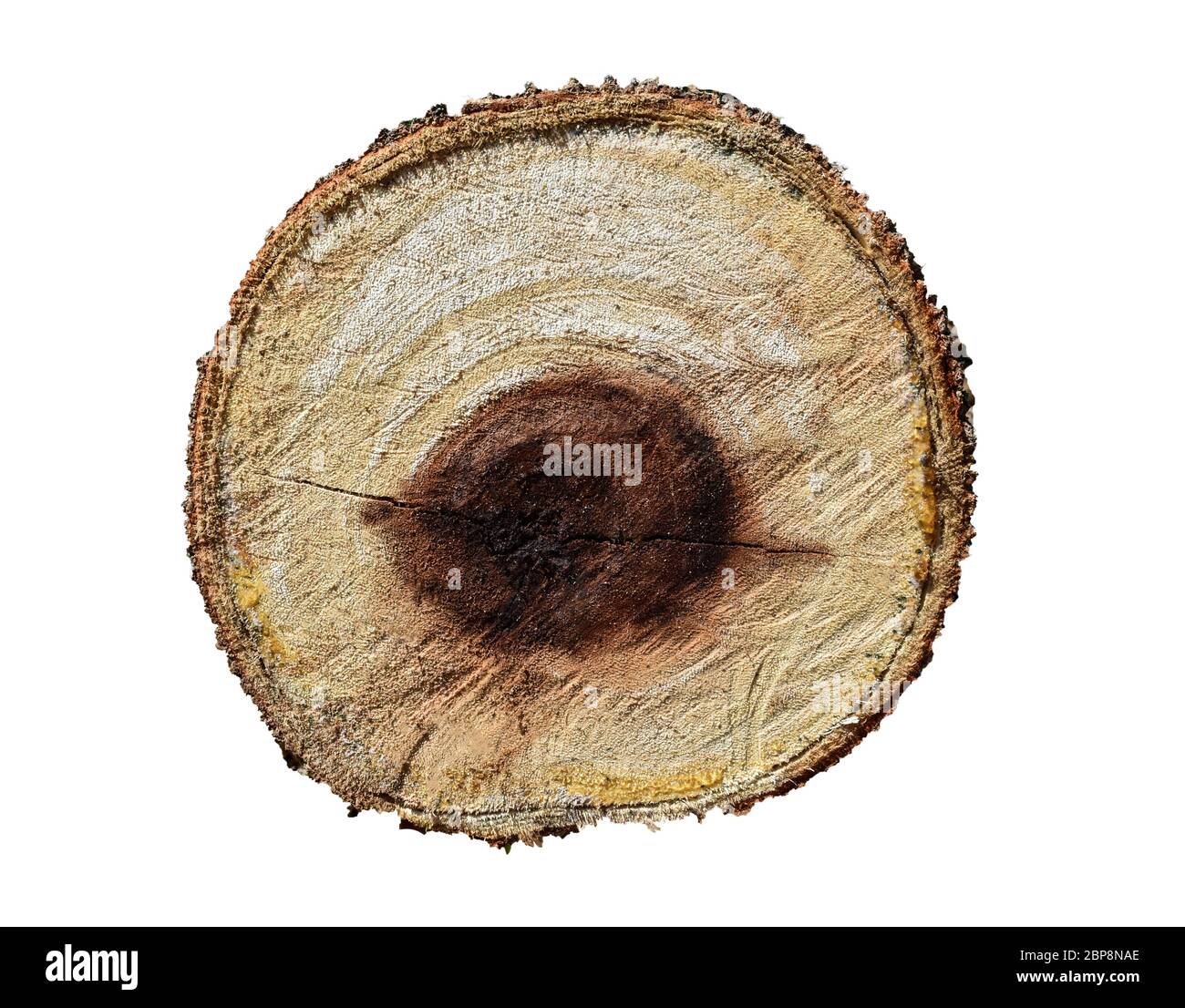 wood stump isolated on white background Stock Photo - Alamy
