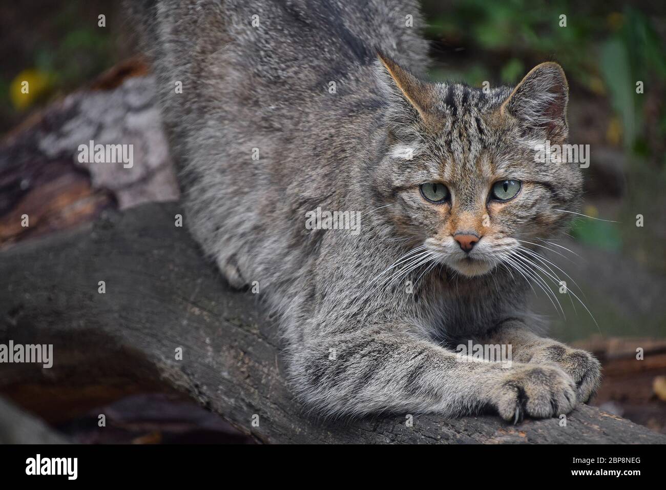 Sharpen Claws Cat High Resolution Stock Photography and Images - Alamy