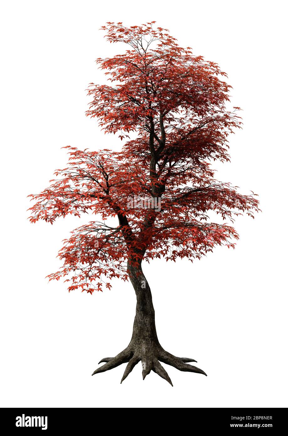 3D rendering of a red Japanese maple tree isolated on white background ...