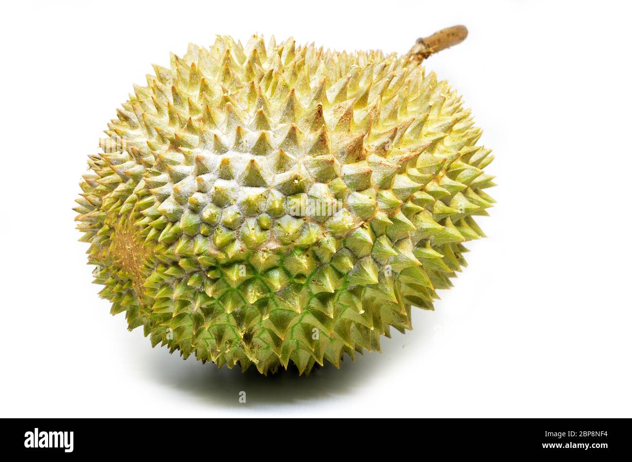 Durian fruit isolated on white background.The durian is distinctive for ...