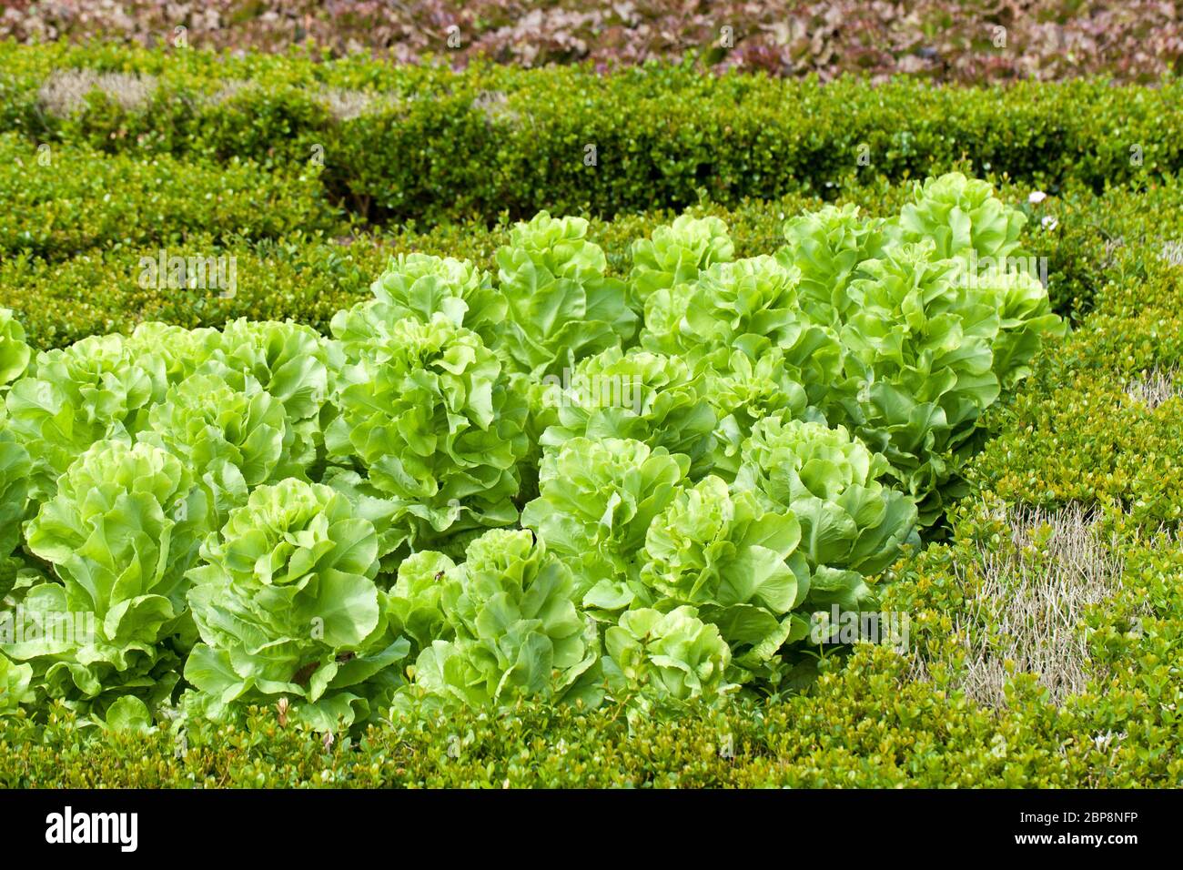 Field of Green Frisee lettuce growing in rows Stock Photo - Alamy
