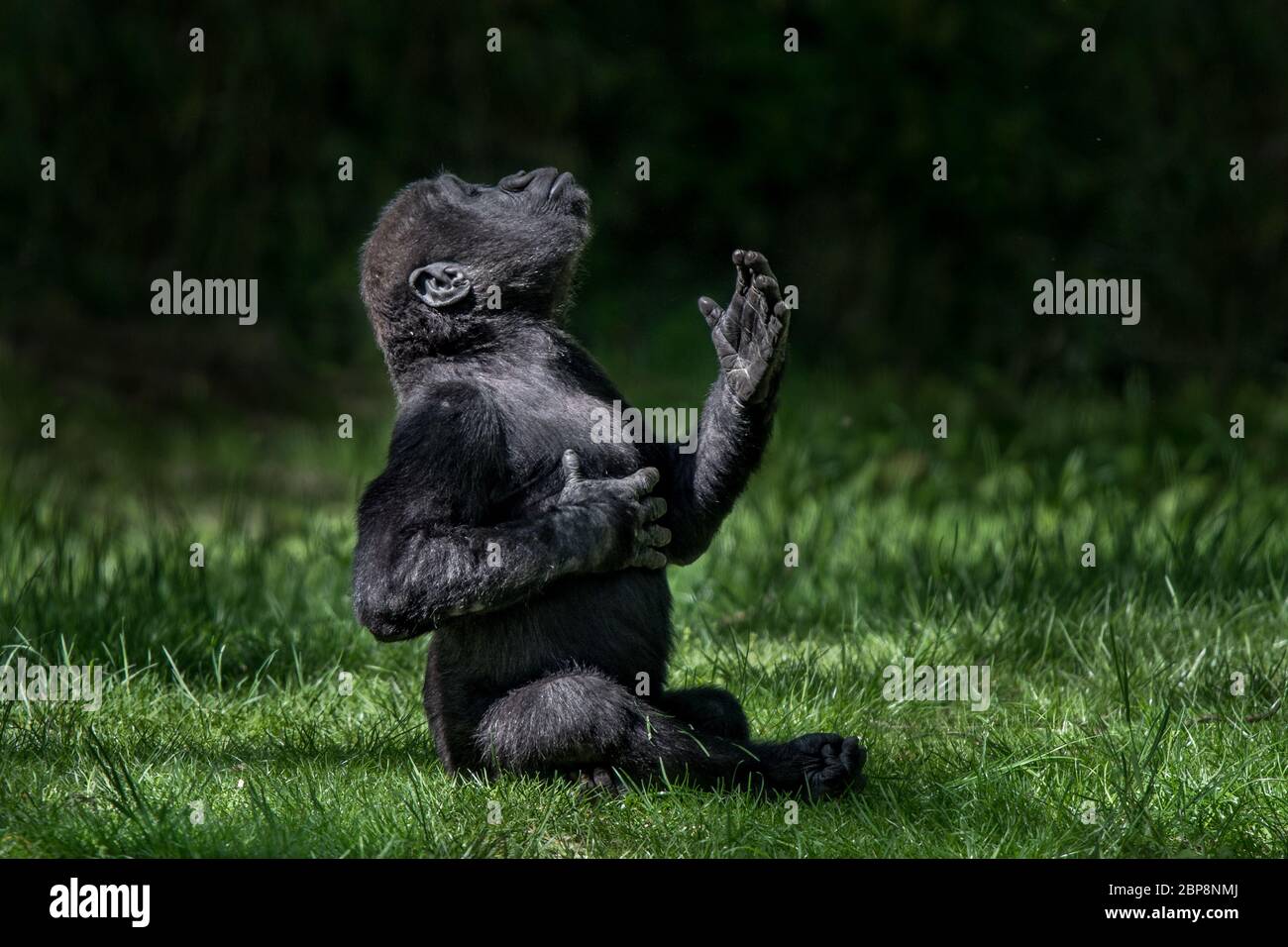 Baby Western Lowland Gorilla Practicing Chest Pound Stock Photo - Alamy