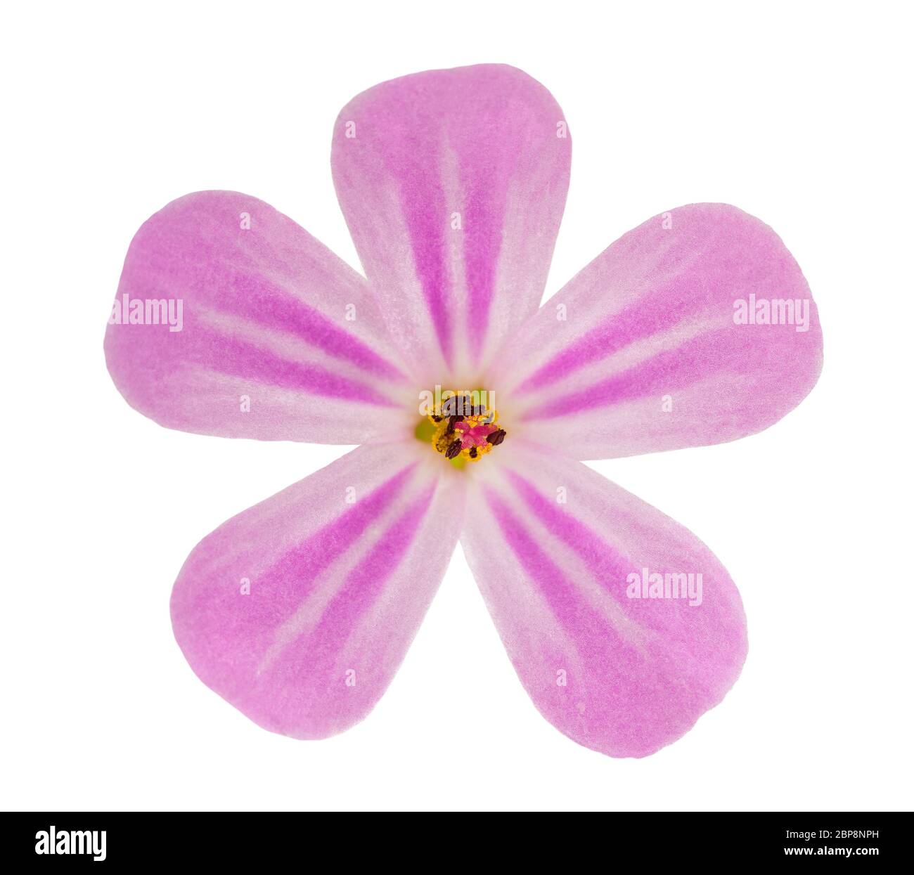 Herb Robert flower head isolated on white background Stock Photo - Alamy