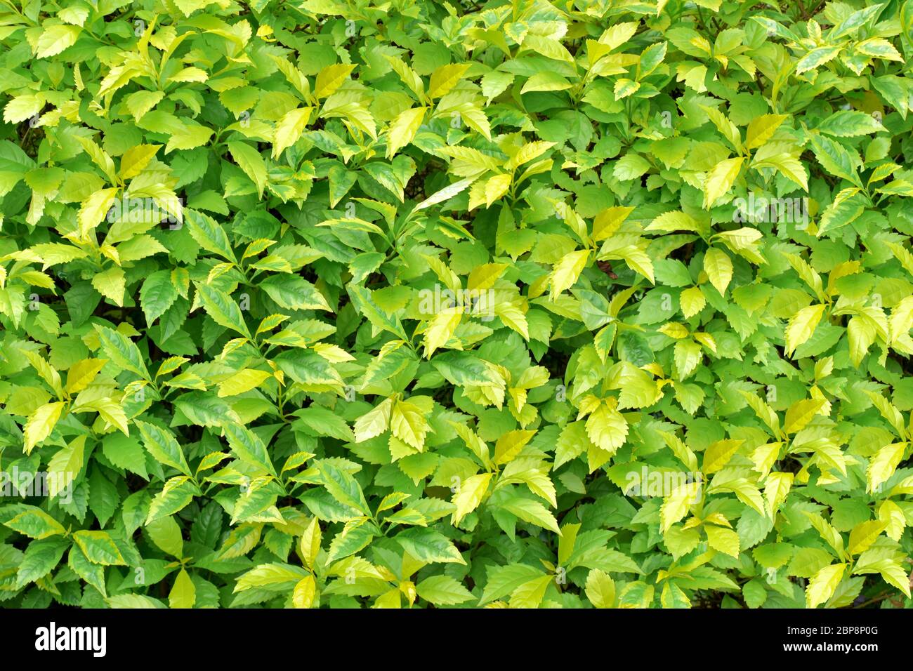 Green Leaves texture for background or wallpaper. nature concept Stock ...