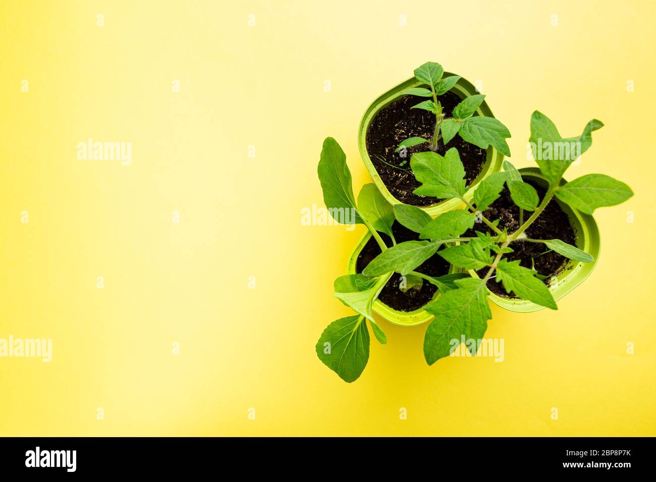 Gardening tools and seedlings on yellow background seen from above, top ...