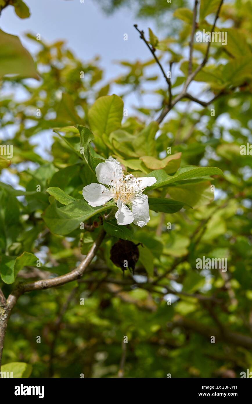 Flower of the common medlar High Resolution Stock Photography and ...