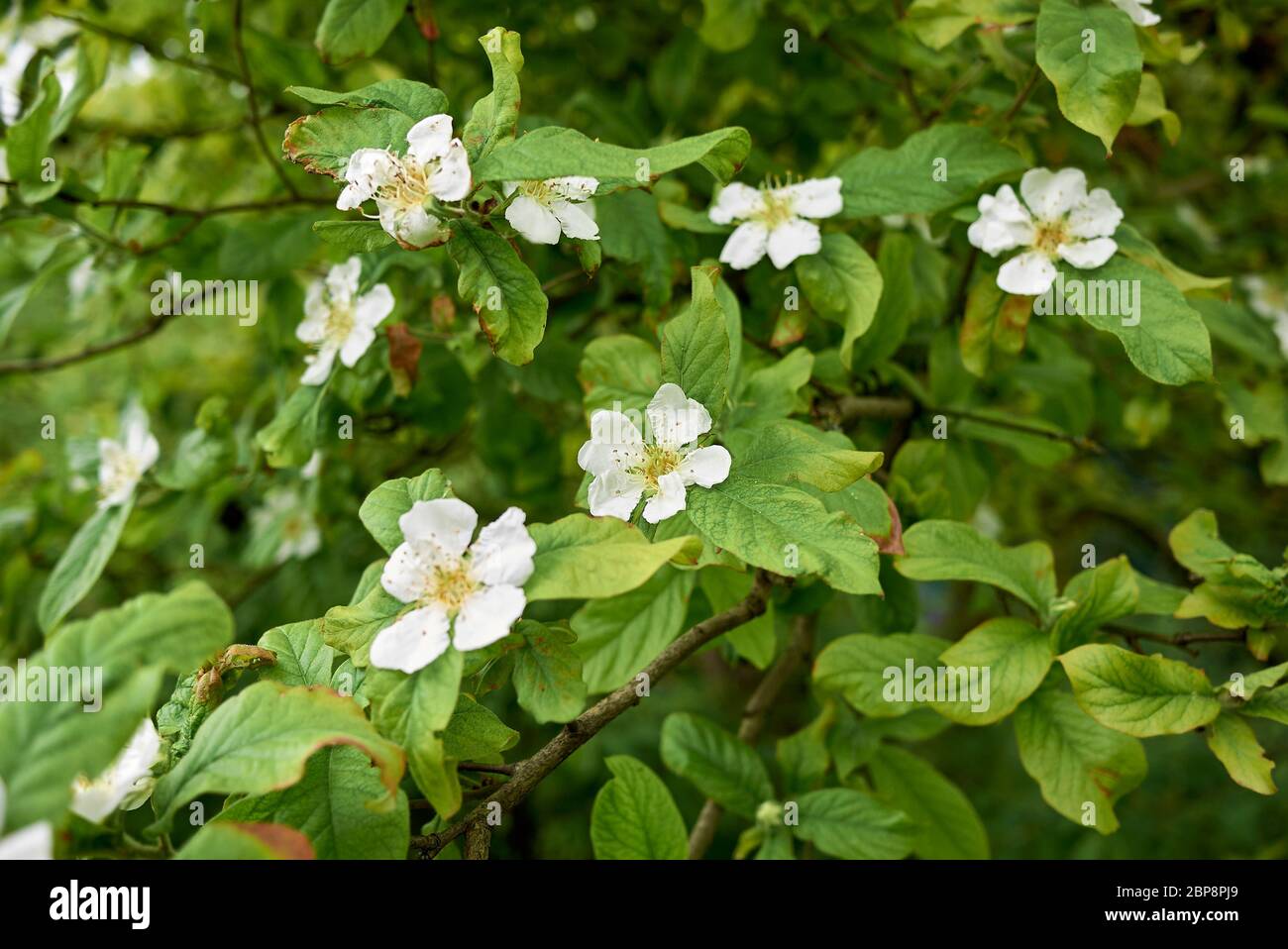 Flower of the common medlar hi-res stock photography and images - Alamy