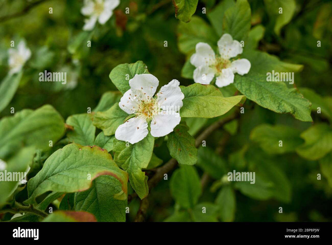 Flower of the common medlar hi-res stock photography and images - Alamy