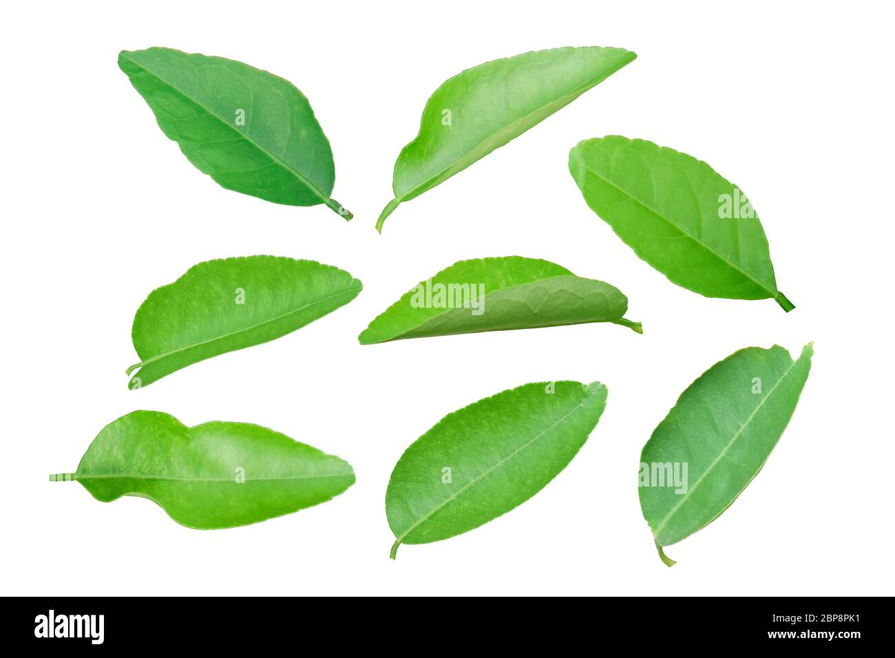 Set of lemon leaf isolated on white background Stock Photo - Alamy
