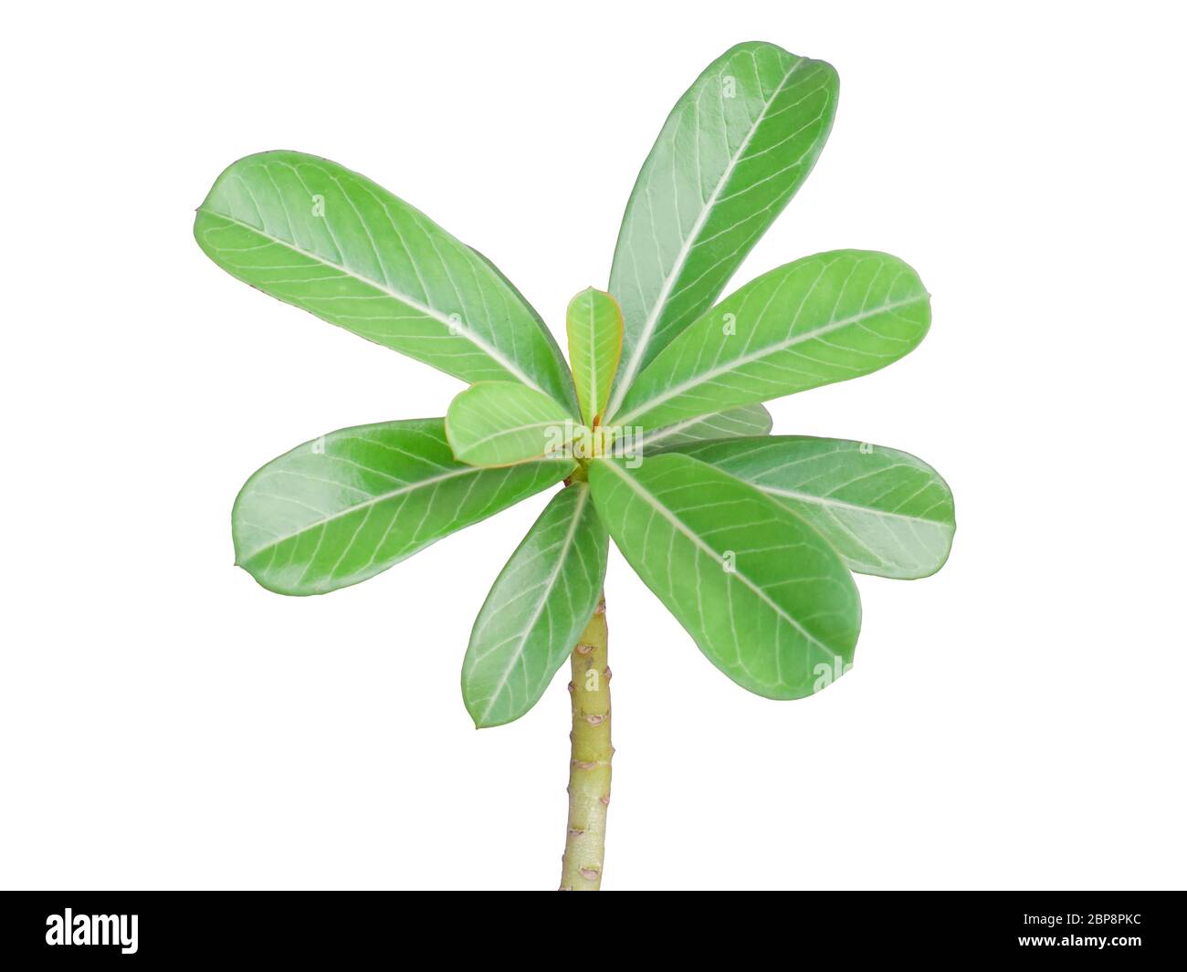 Azalea leaves hi-res stock photography and images - Alamy