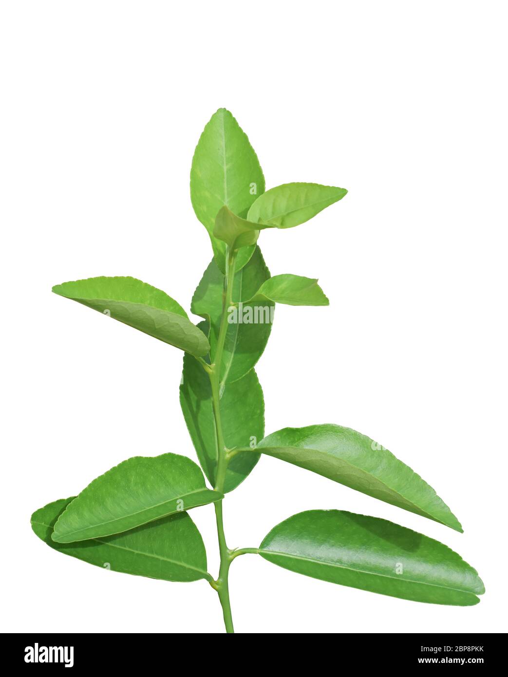 Fresh lime leaves on branch isolated on white background. Object with ...
