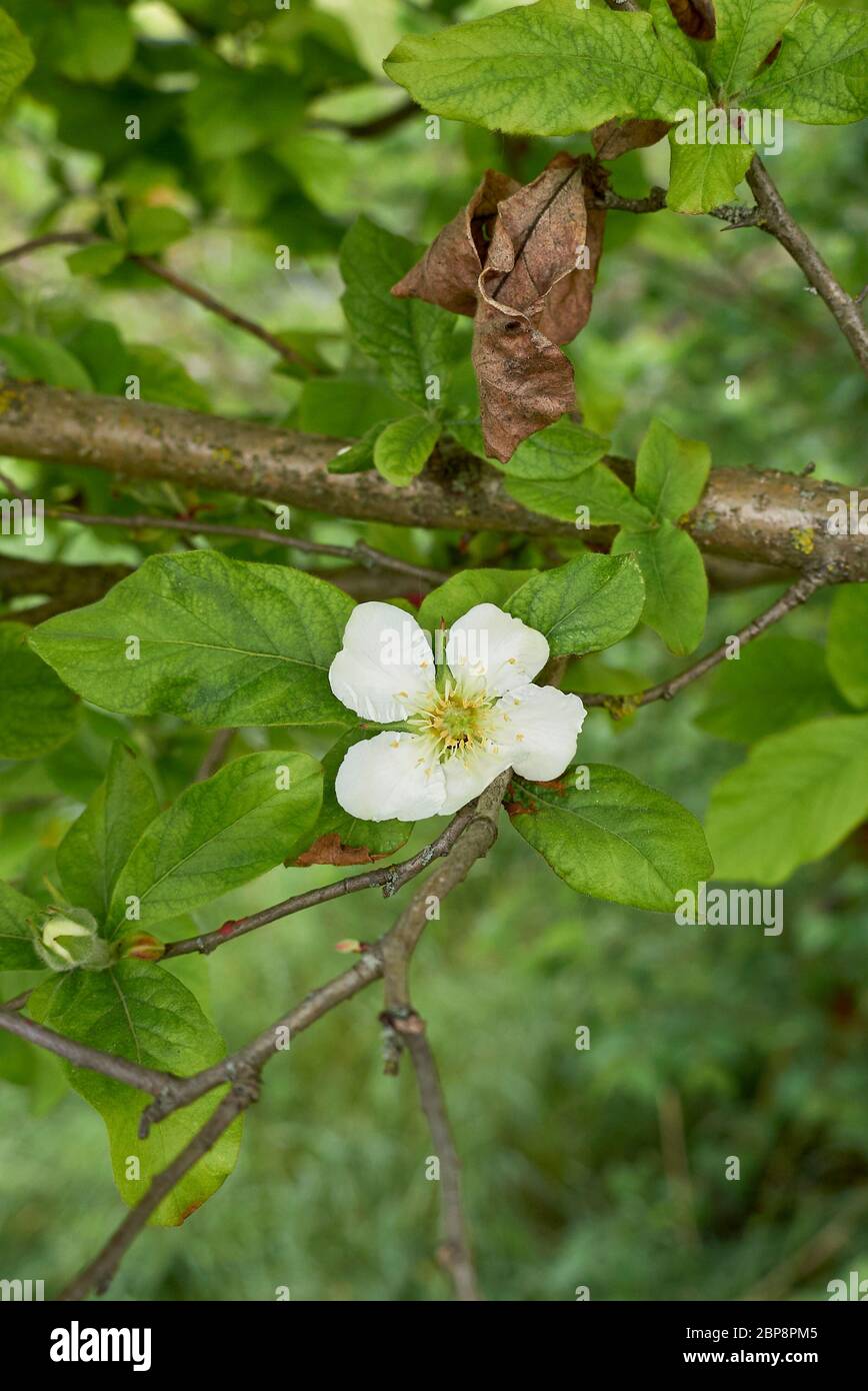 Flower of the common medlar hi-res stock photography and images - Alamy