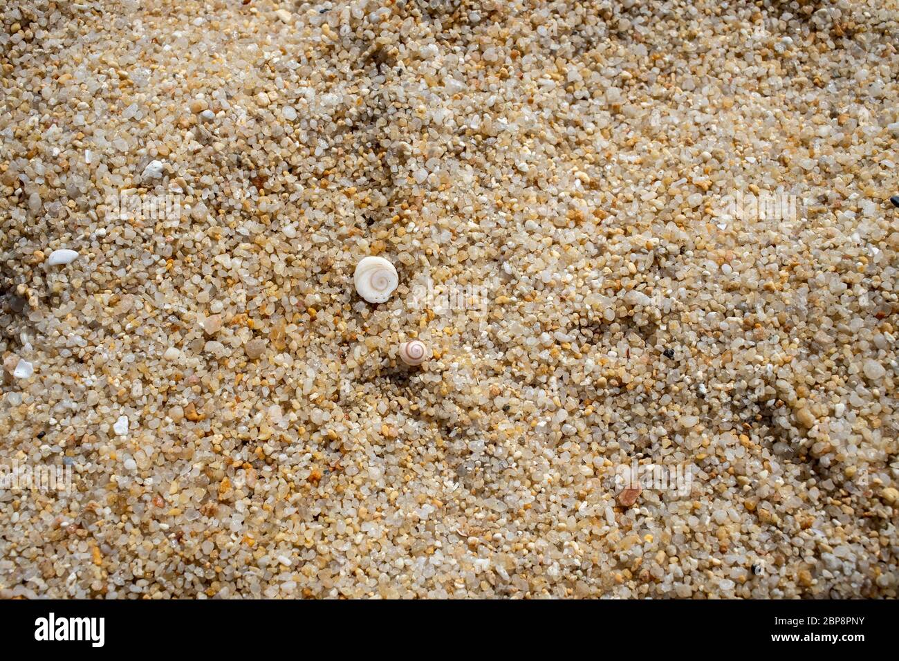 Beautiful seashell hi-res stock photography and images - Alamy