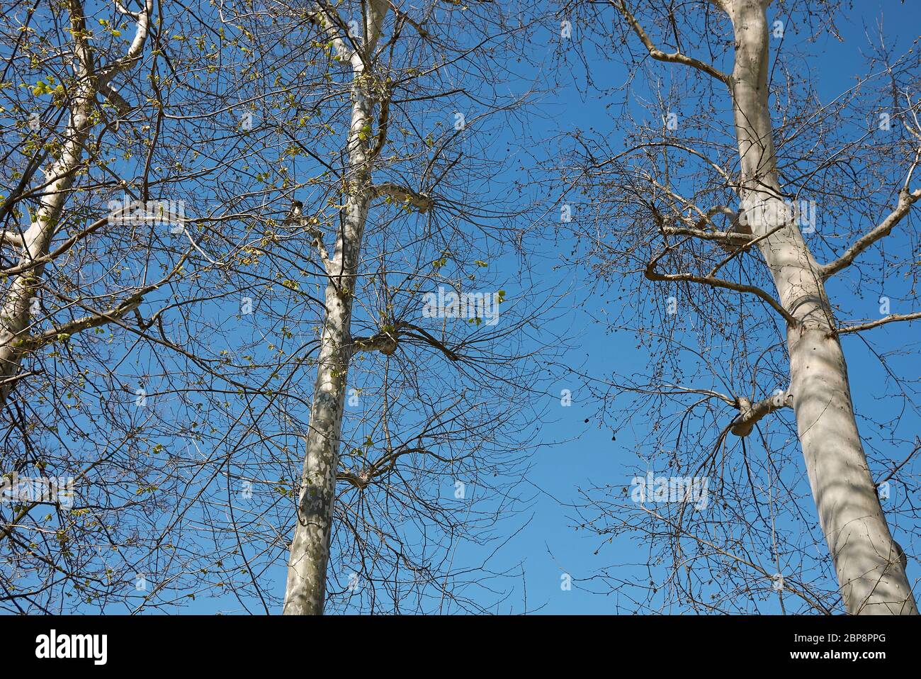 Platanus x hispanica tree in winter Stock Photo - Alamy