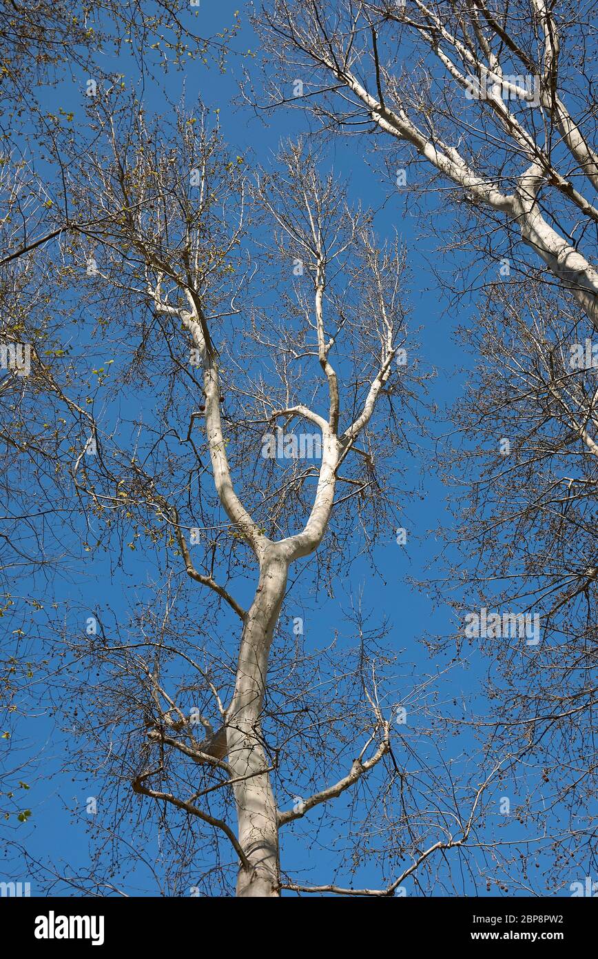 Platanus hispanica tree in hi-res stock photography and images - Alamy