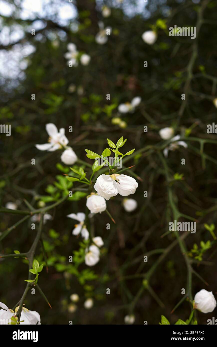 Poncirus trifoliata branch with white flower Stock Photo - Alamy