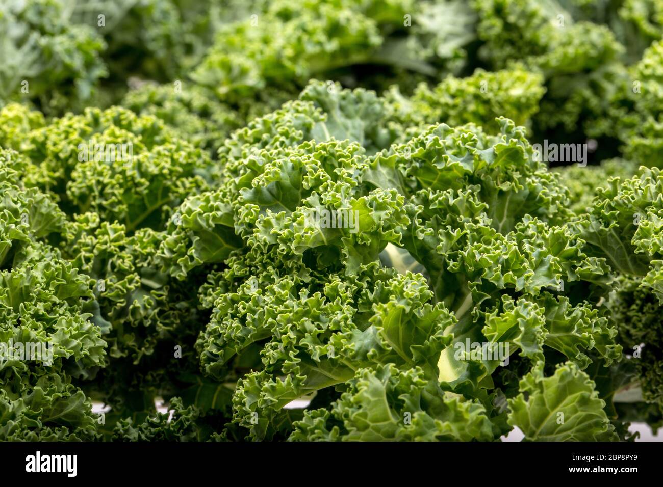 A healthy fresh curly kale Stock Photo - Alamy