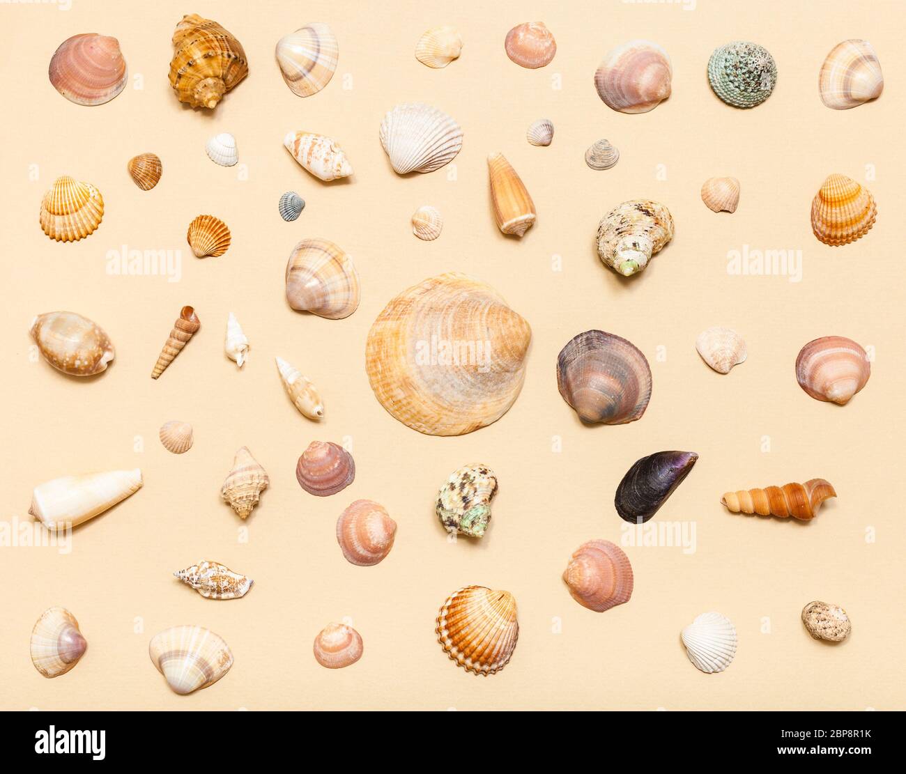 top view of various natural dried sea shells on sand yellow colour ...