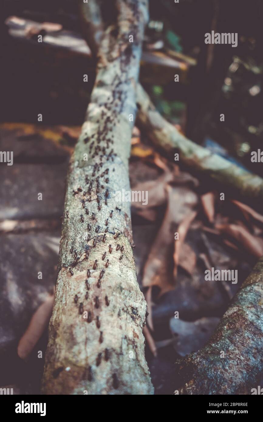 Termites in rainforest hi-res stock photography and images - Alamy