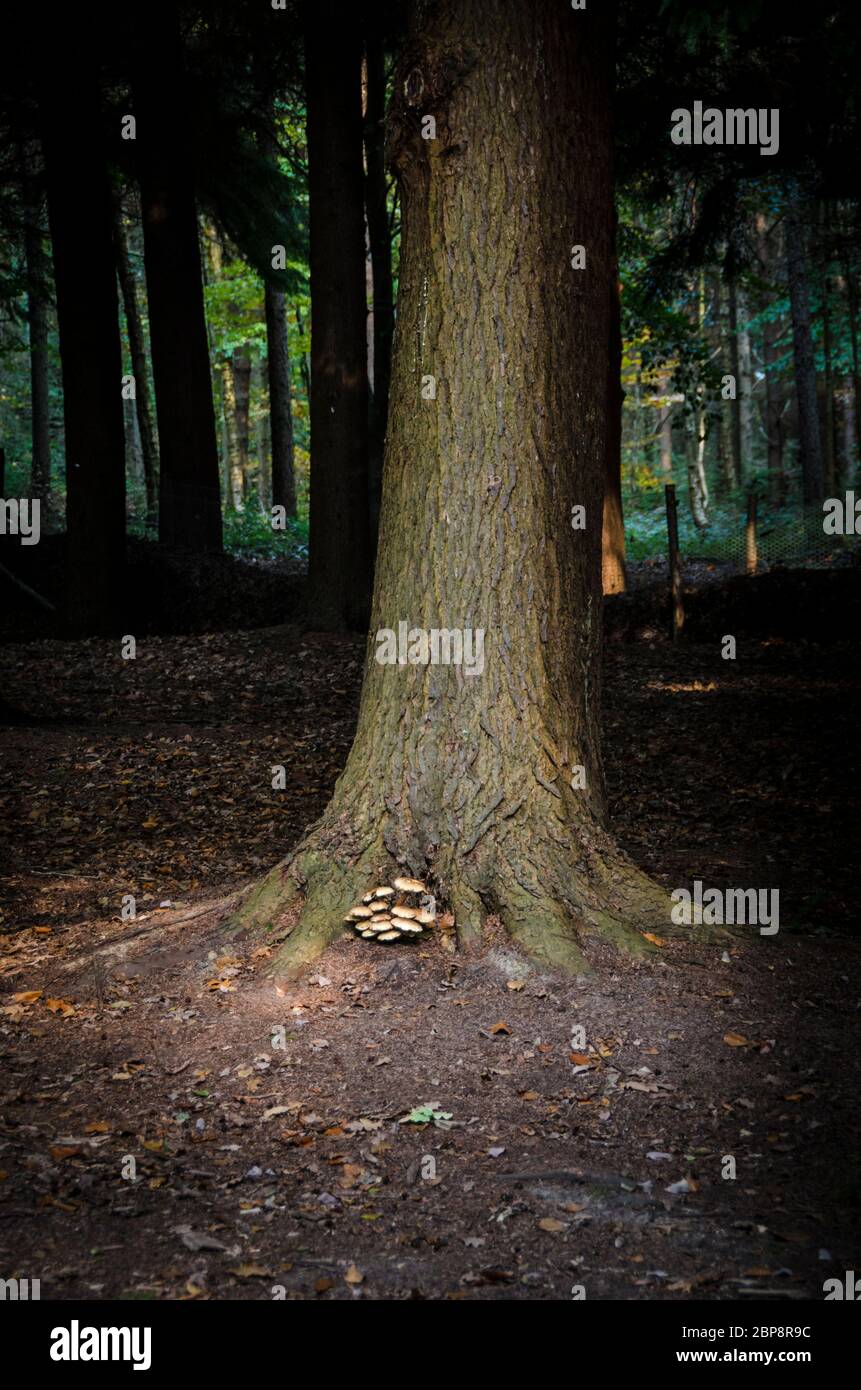 The base of a tree trunk hi-res stock photography and images - Alamy