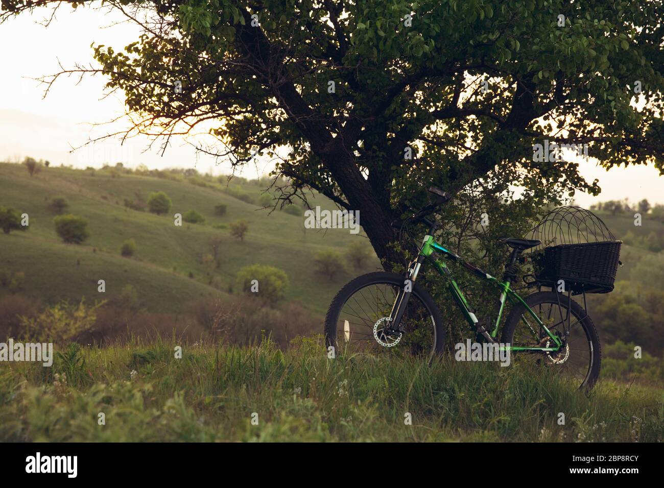 Bike left near tree with green nature around it. Countryside park ...
