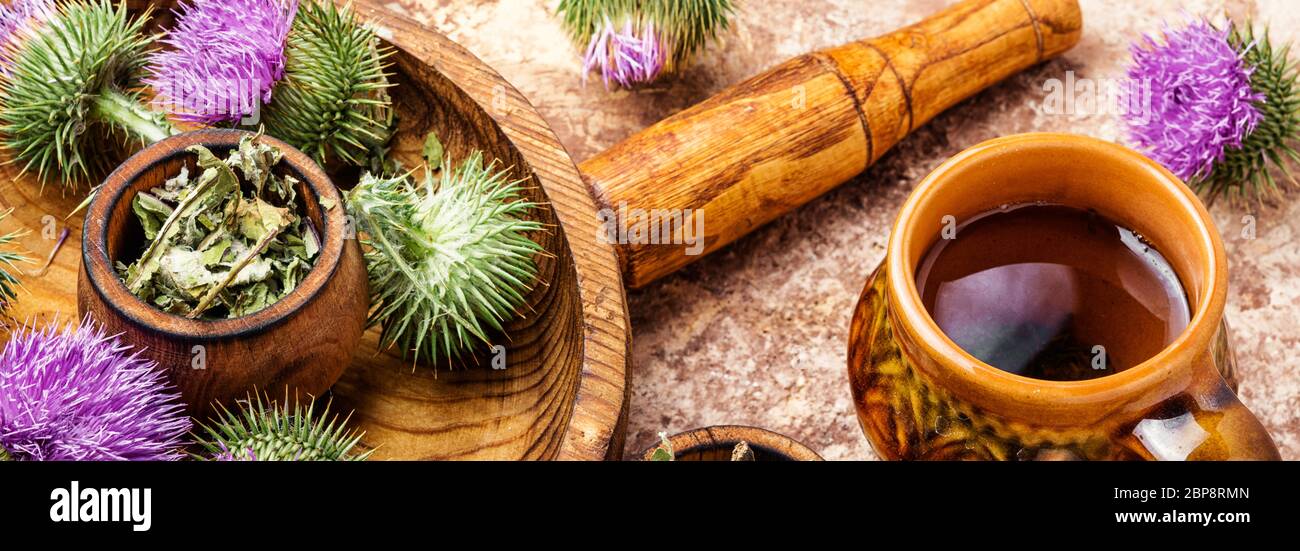 Medicinal plant thistle.Pink thorny thistle flower.Silybum marianum ...