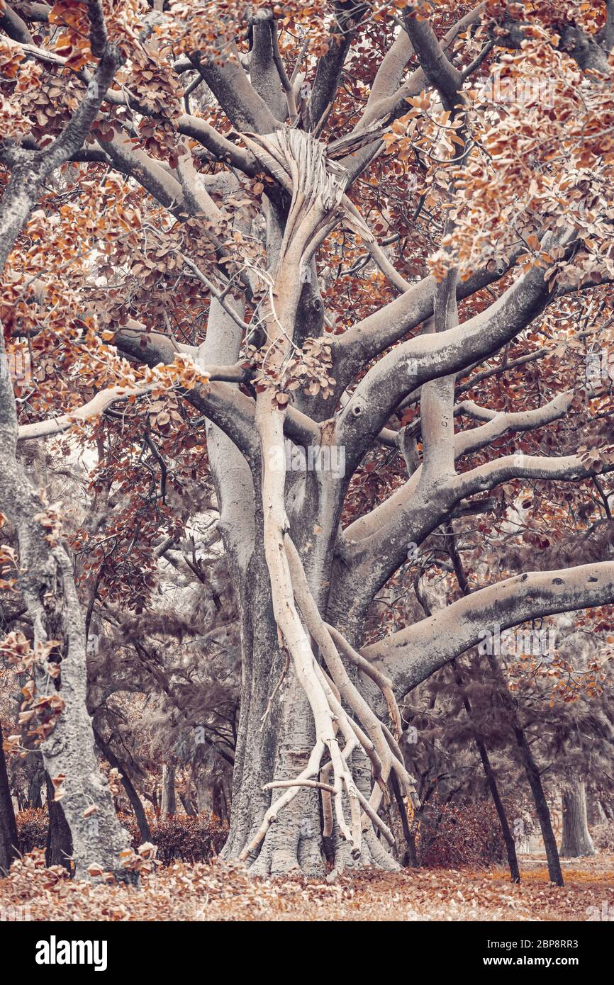 Majestic ethereal tree in city park Hawassa, Ethiopia Stock Photo - Alamy