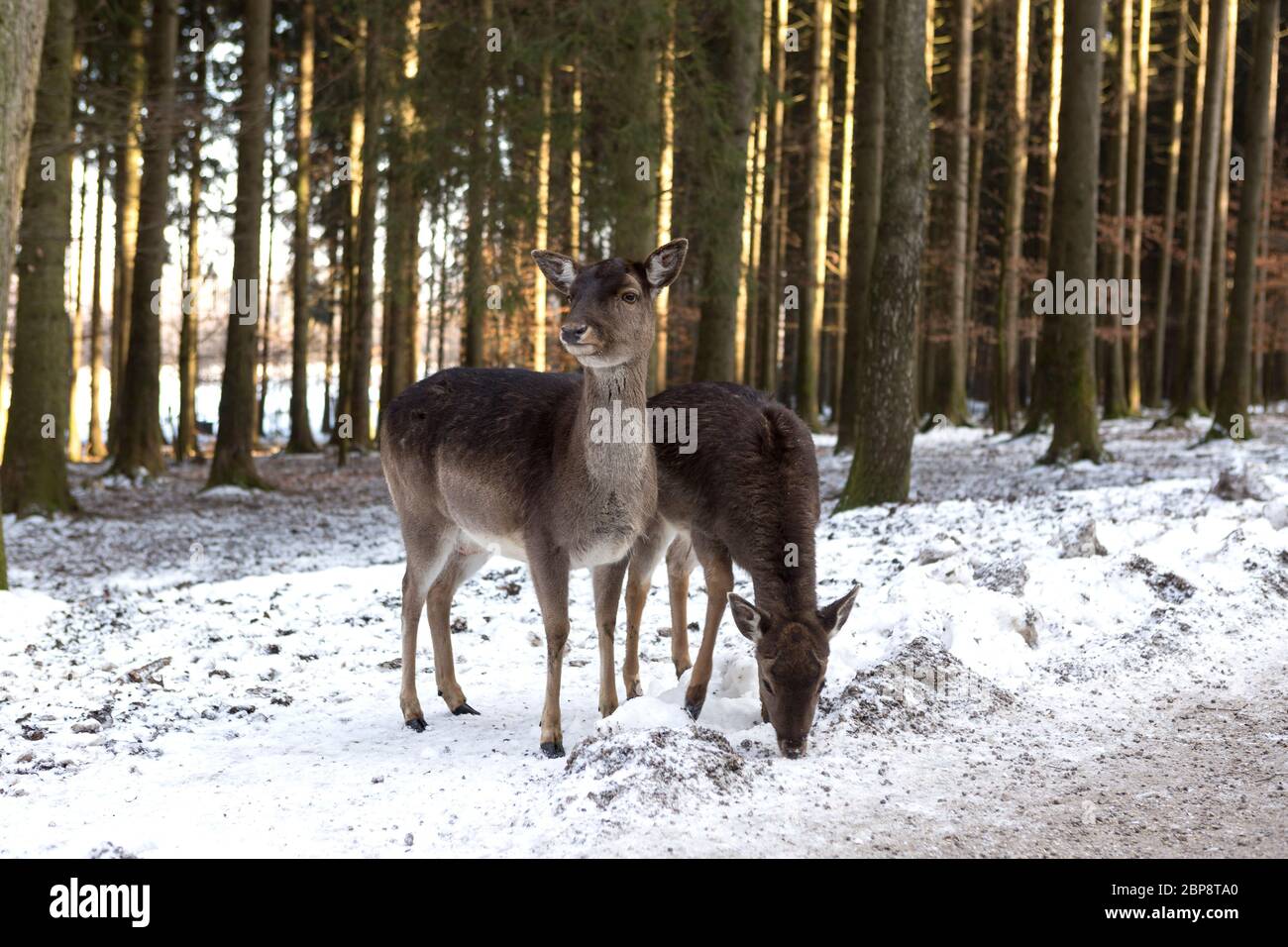 Two roe deer hi-res stock photography and images - Alamy