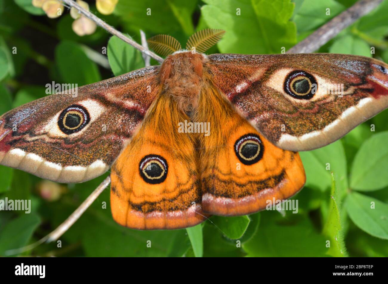 Emperor's Night Butterfly, Emperor Moth, Saturnia pavonia, Small ...