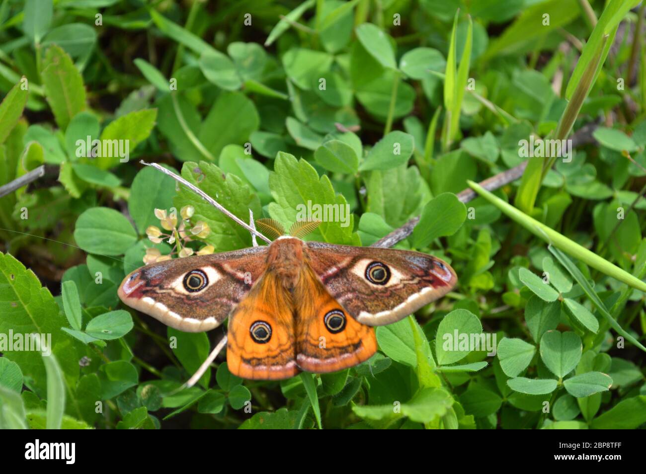 Emperor's Night Butterfly, Emperor Moth, Saturnia pavonia, Small ...