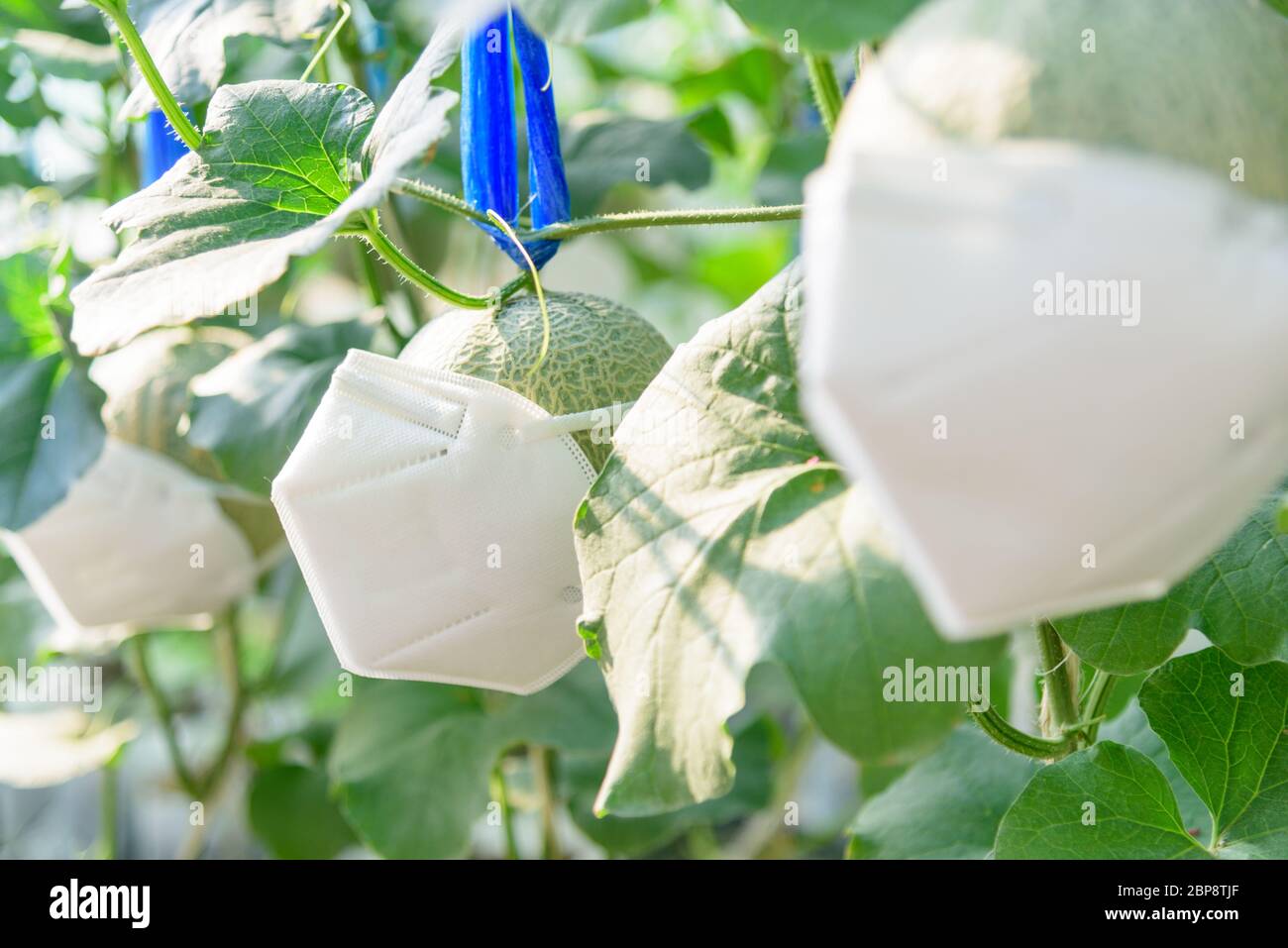 Idea Wear N95 mask to fresh green melon for protect disease Stock Photo ...