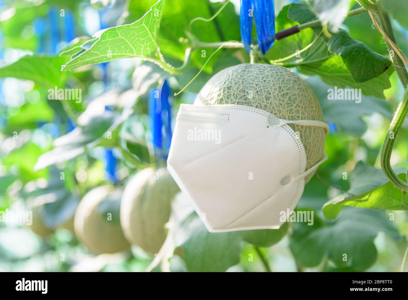 Mask melon hi-res stock photography and images - Alamy