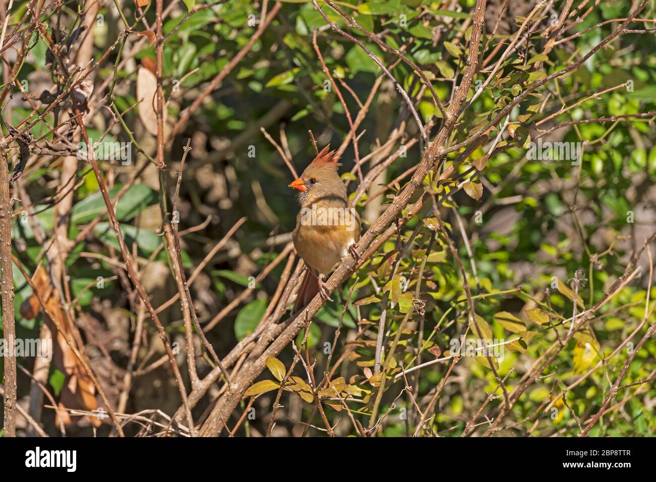 Female Cardinal on a Sunny Day in Goose Island State Park in Texas ...
