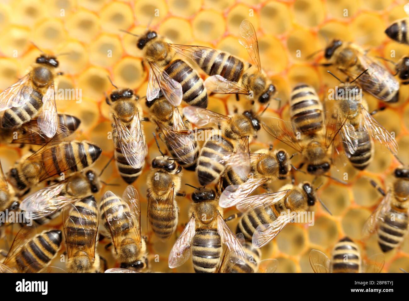 many honey bees are working in a team Stock Photo - Alamy
