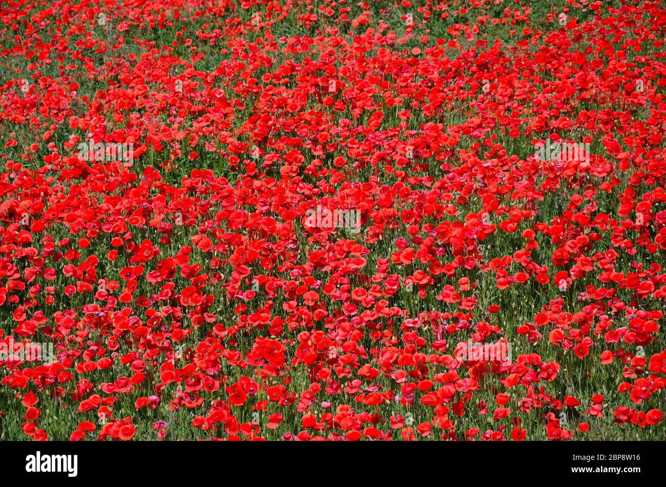 Mohnfeld mohn hi-res stock photography and images - Alamy