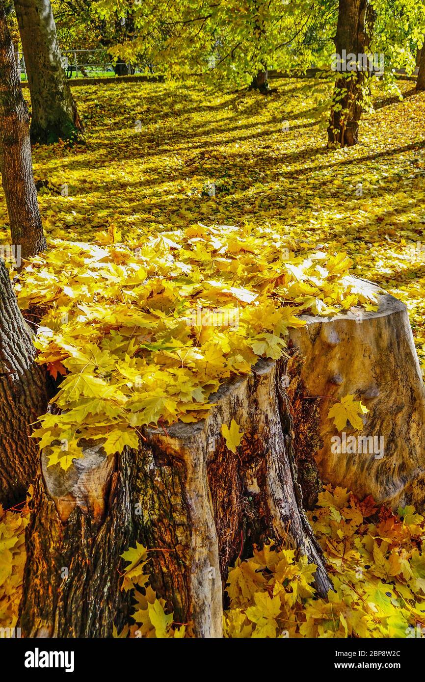 Tree stump with leaves in Autumn Stock Photo - Alamy