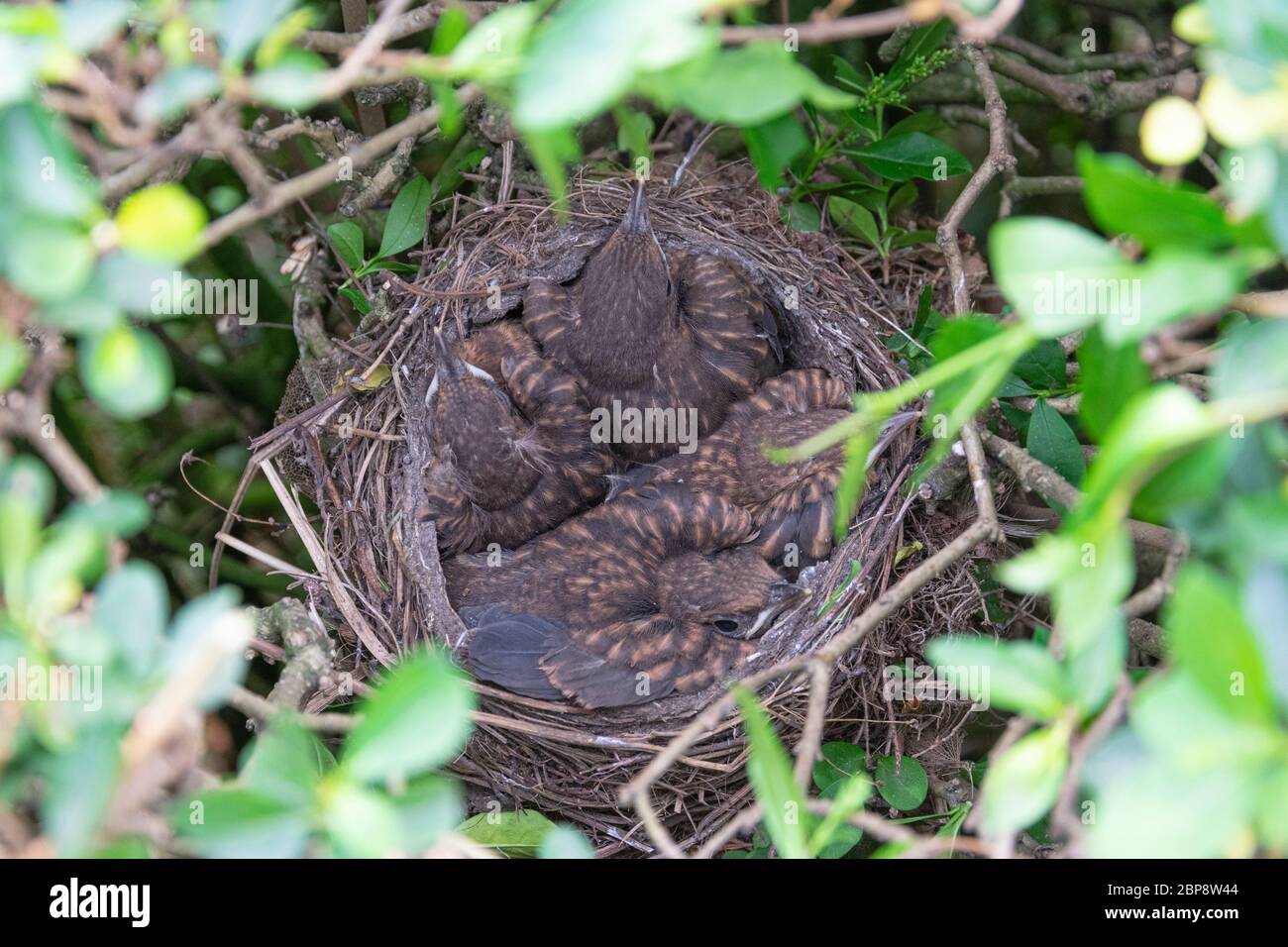 Bird nest in a hedge hi-res stock photography and images - Alamy