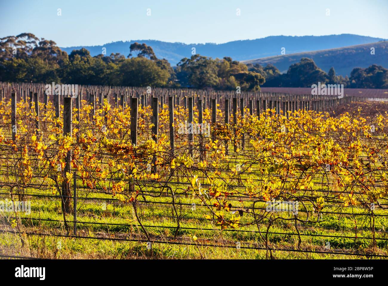 Yarra valley sunset hi-res stock photography and images - Alamy