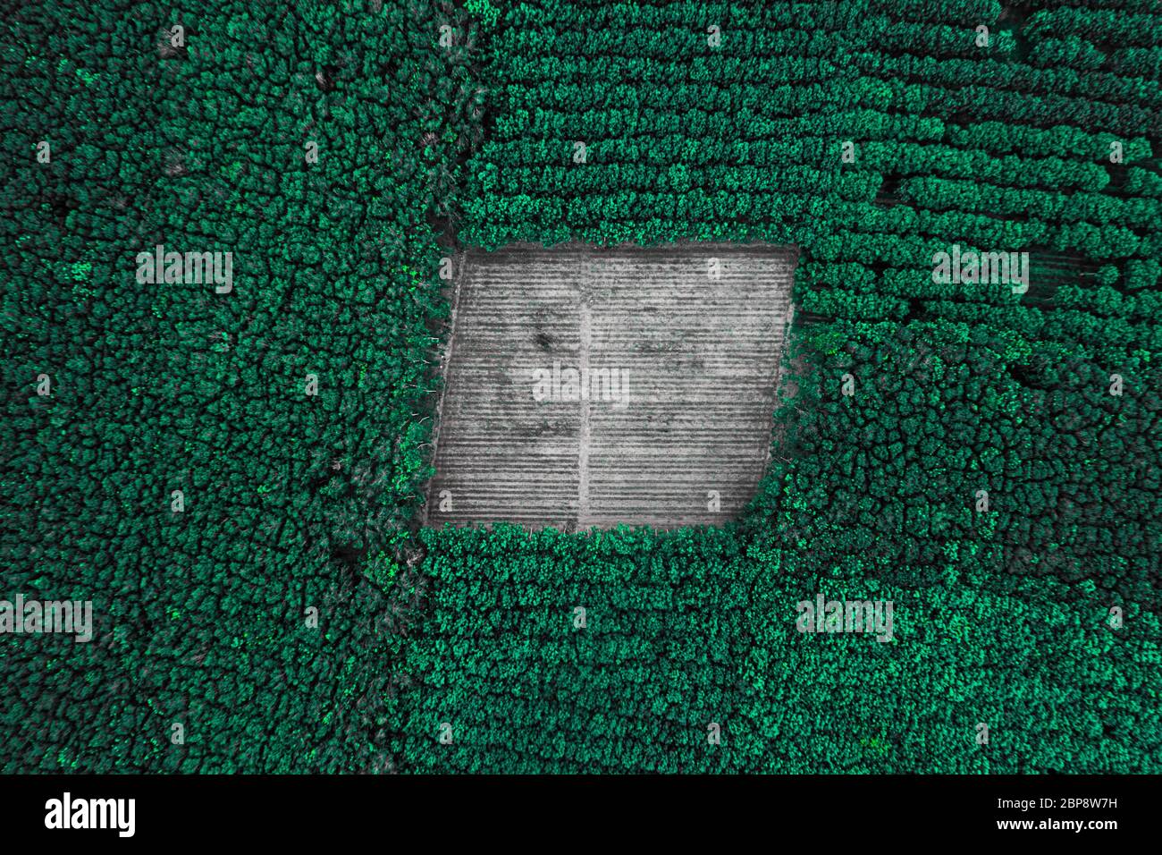 Deforestation - top aerial view in tropical forest. Background with ...