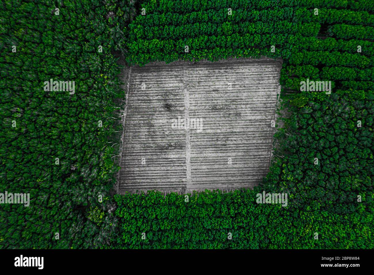 Deforestation - top aerial view in tropical forest. Background with ...