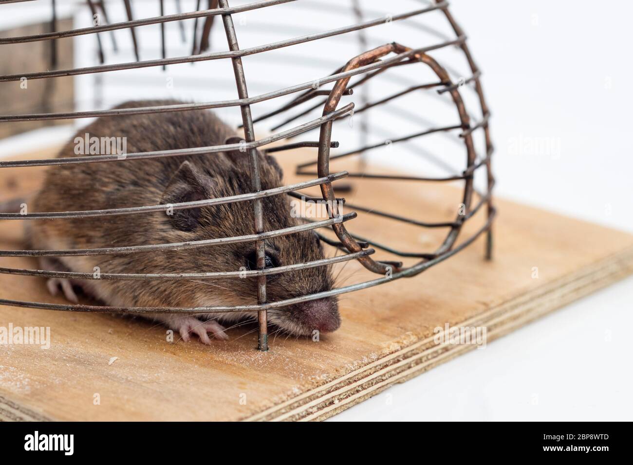 Detail of a mouse trapped in a mouse trap in white isolated background ...