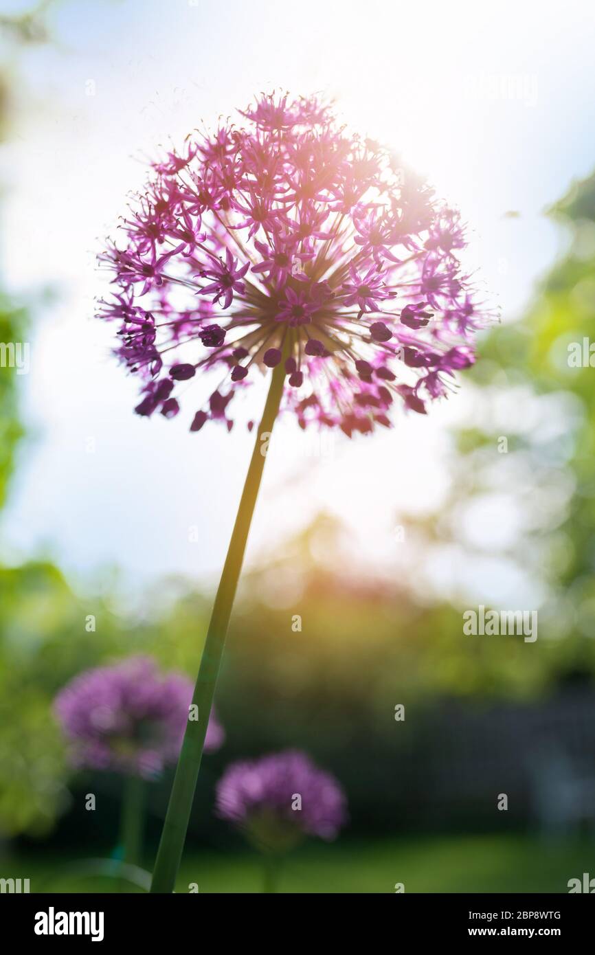 Ball like flower hi-res stock photography and images - Alamy